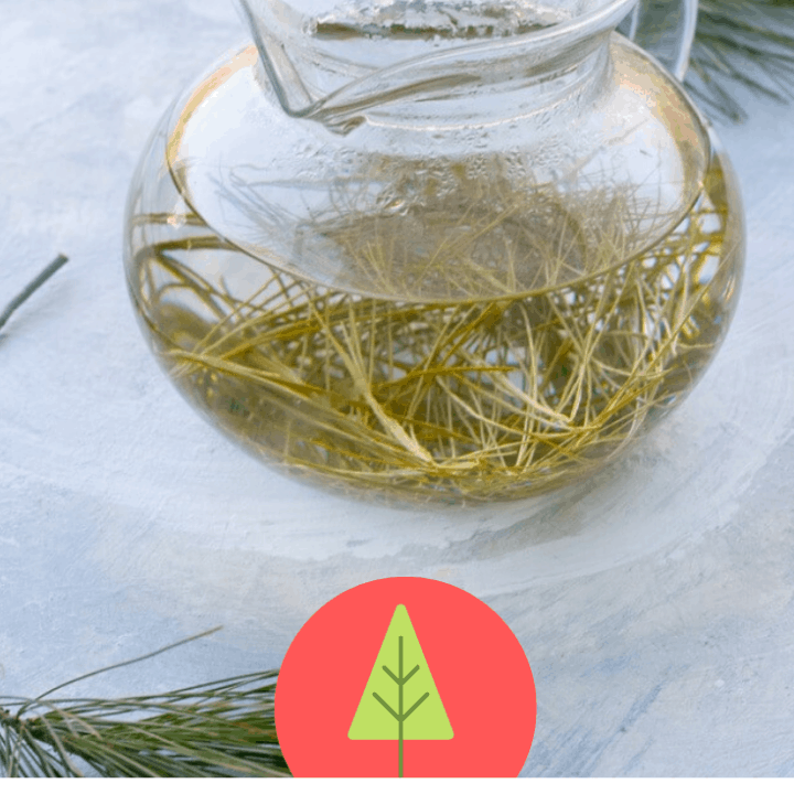 Pine Needle Tea - Champagne Tastes®
