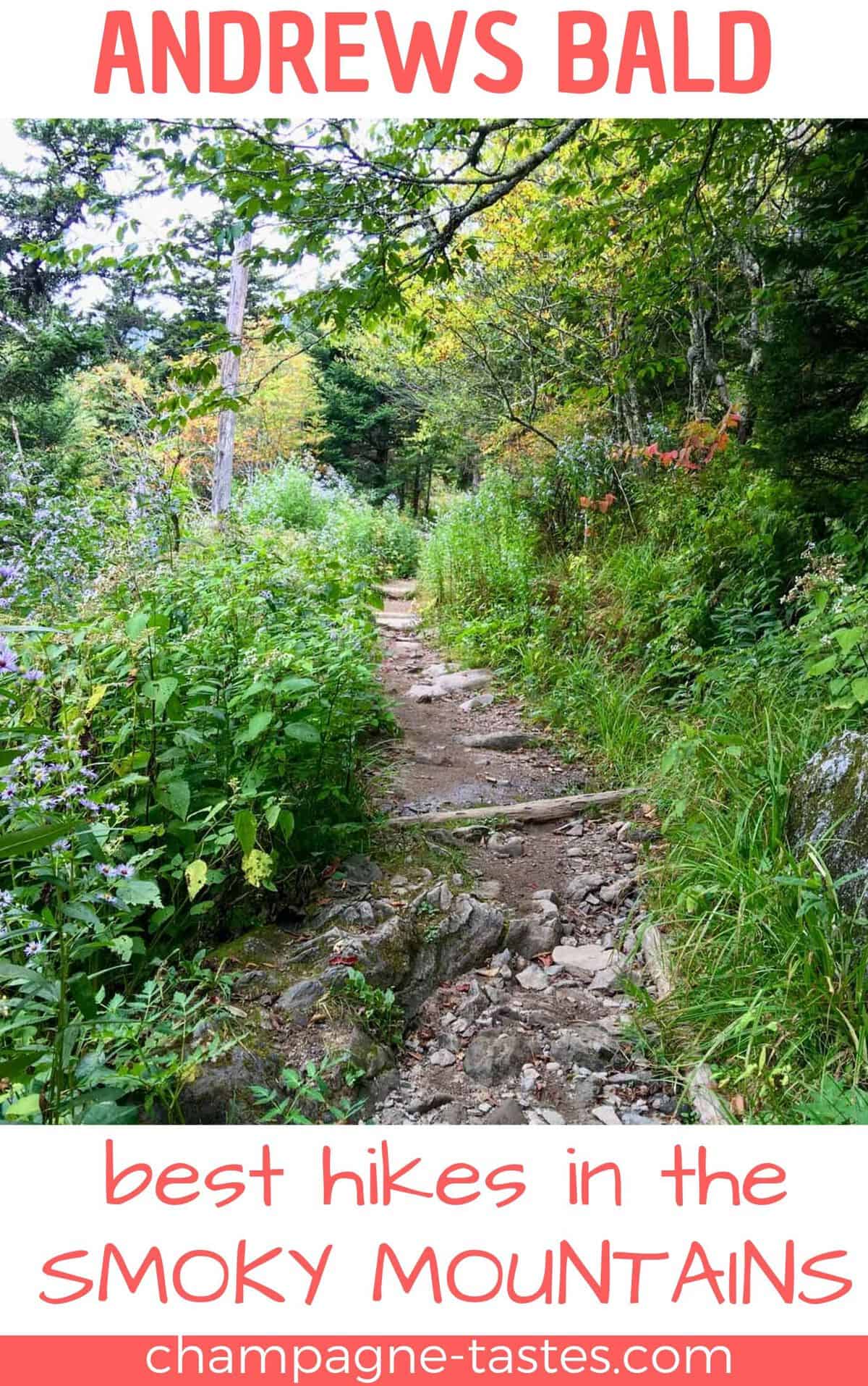 Andrews Bald - Great Smoky Mountains - Champagne Tastes®
