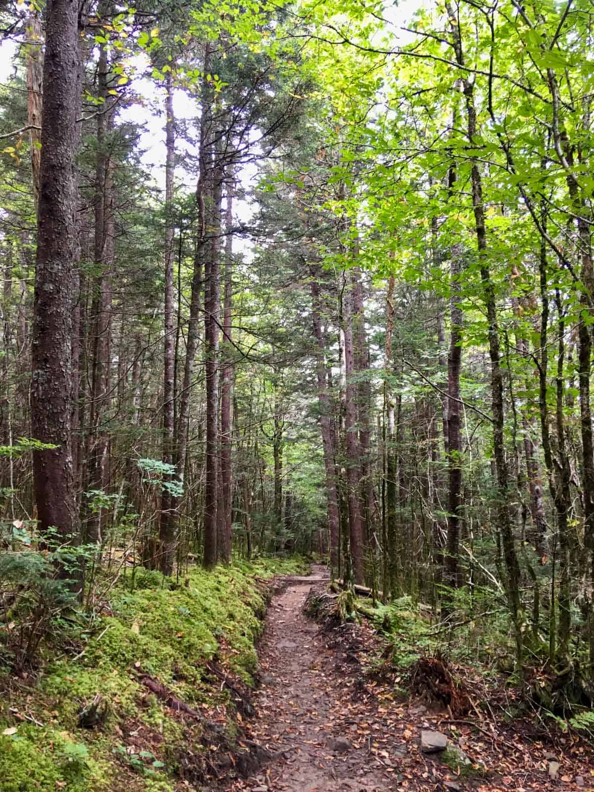 Andrews Bald - Great Smoky Mountains - Champagne Tastes®