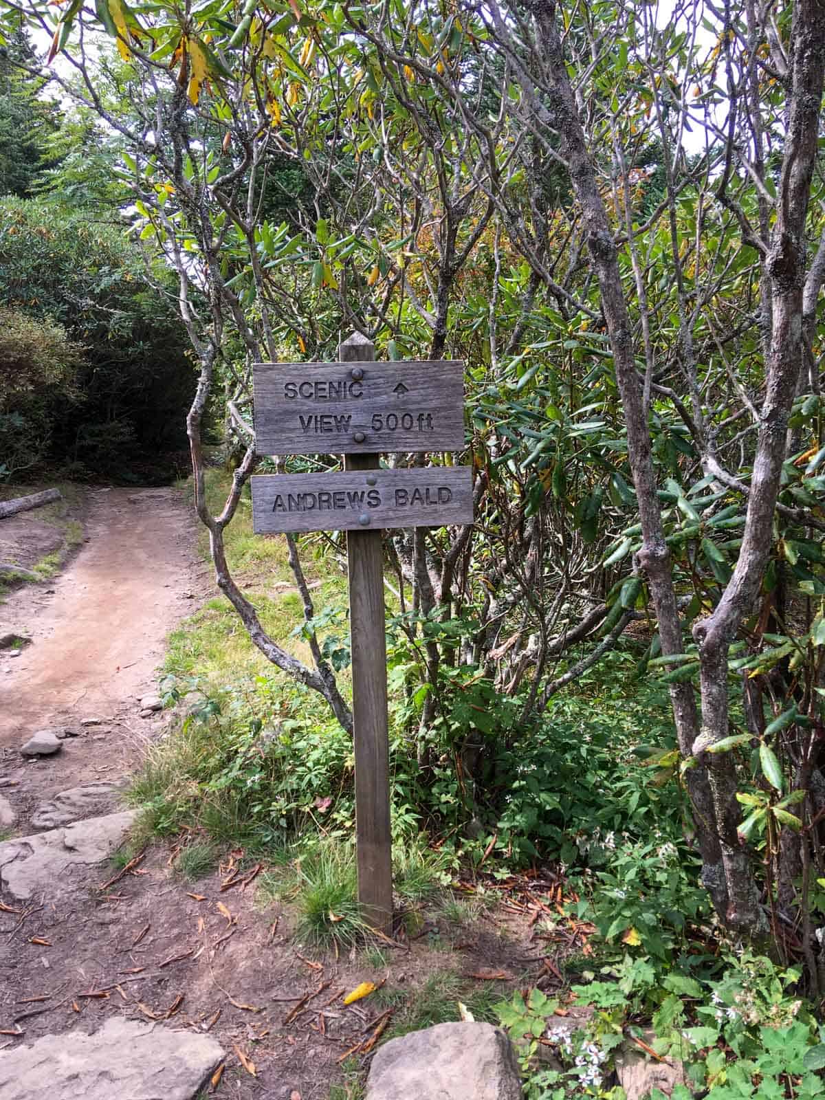 Andrews Bald - Great Smoky Mountains - Champagne Tastes®