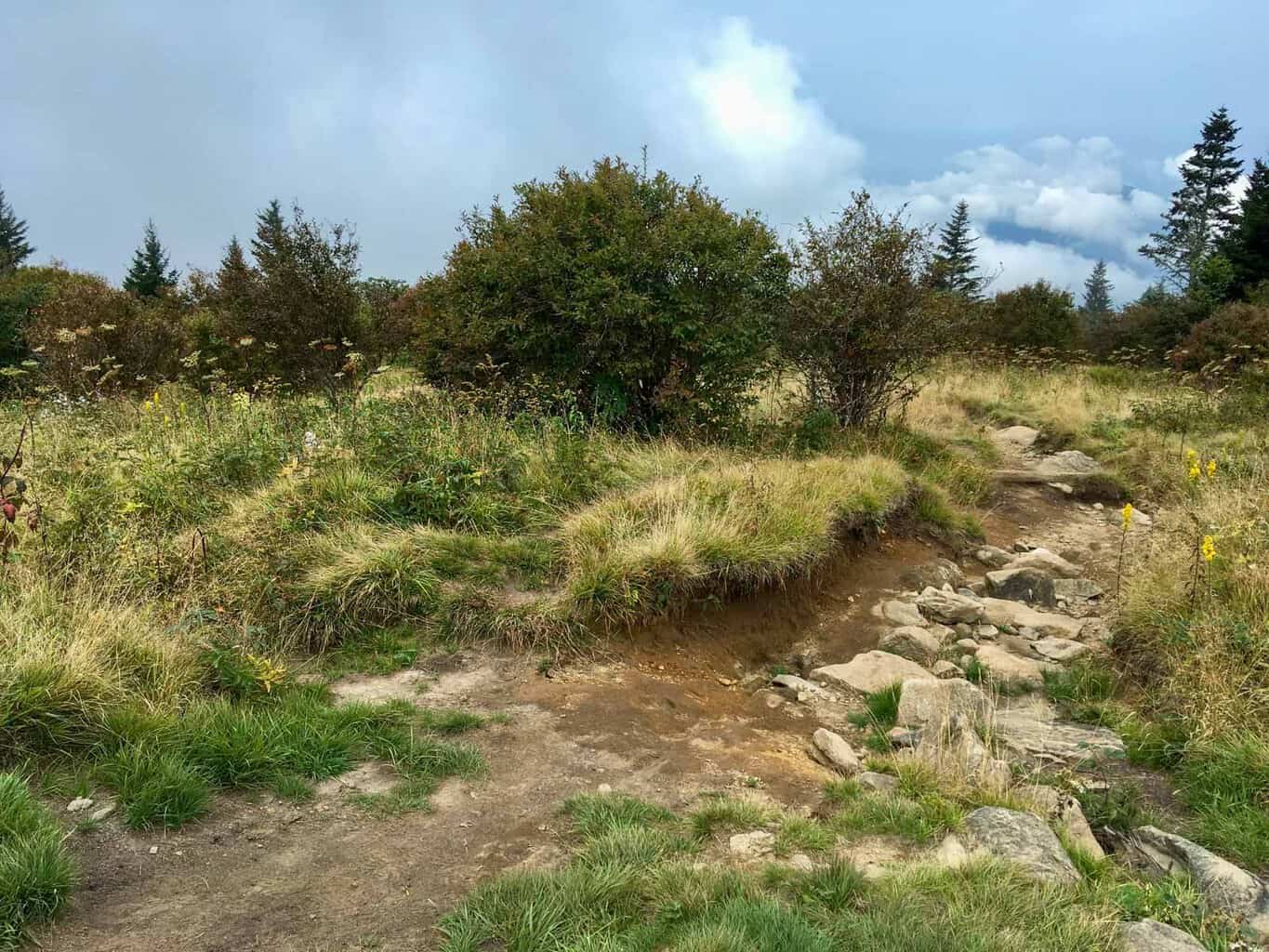 Andrews Bald - Great Smoky Mountains - Champagne Tastes®