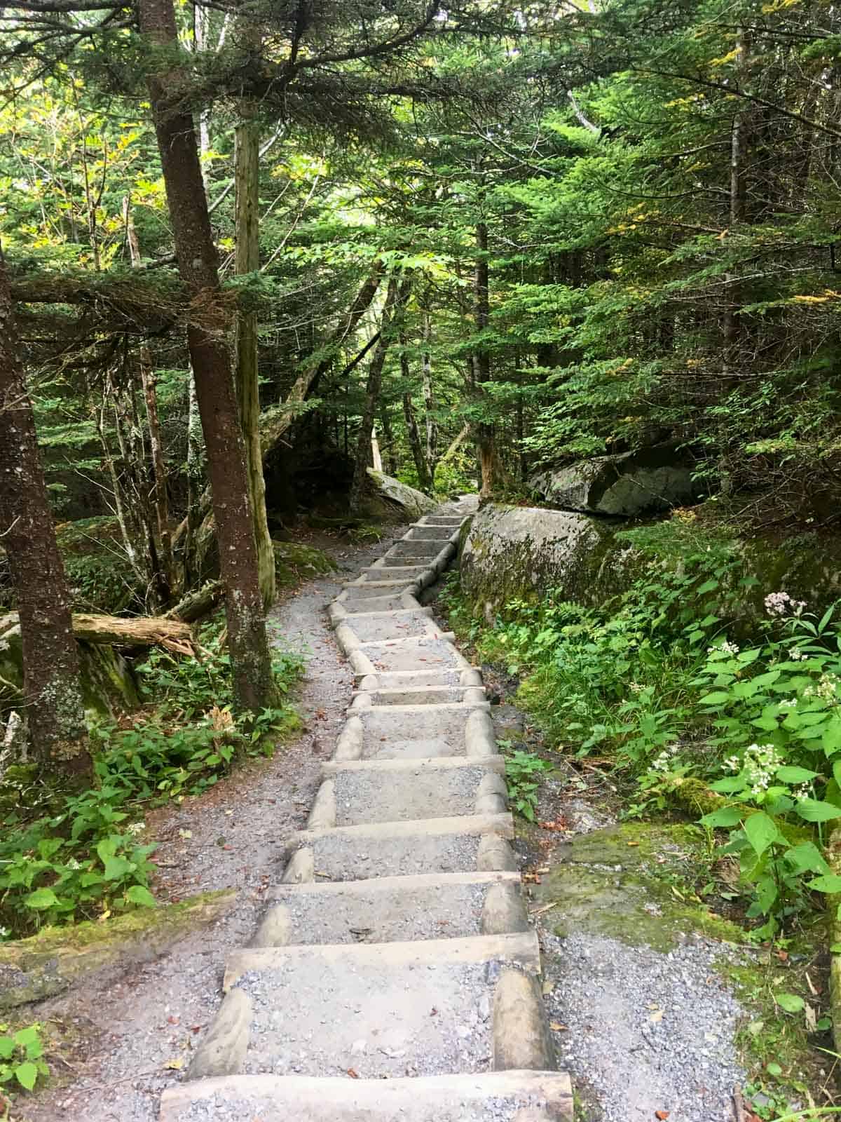 Andrews Bald - Great Smoky Mountains - Champagne Tastes®