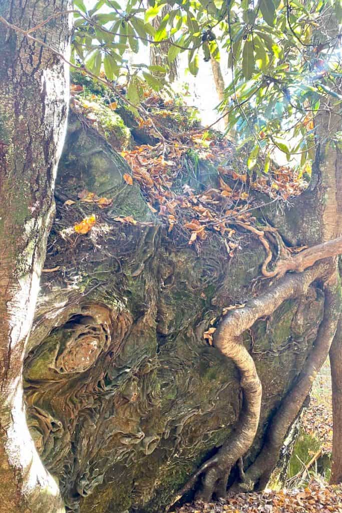 Gray's Arch (Red River Gorge, KY) - Champagne Tastes®
