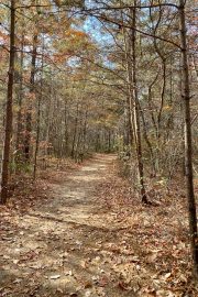 Gray's Arch (Red River Gorge, KY) - Champagne Tastes®