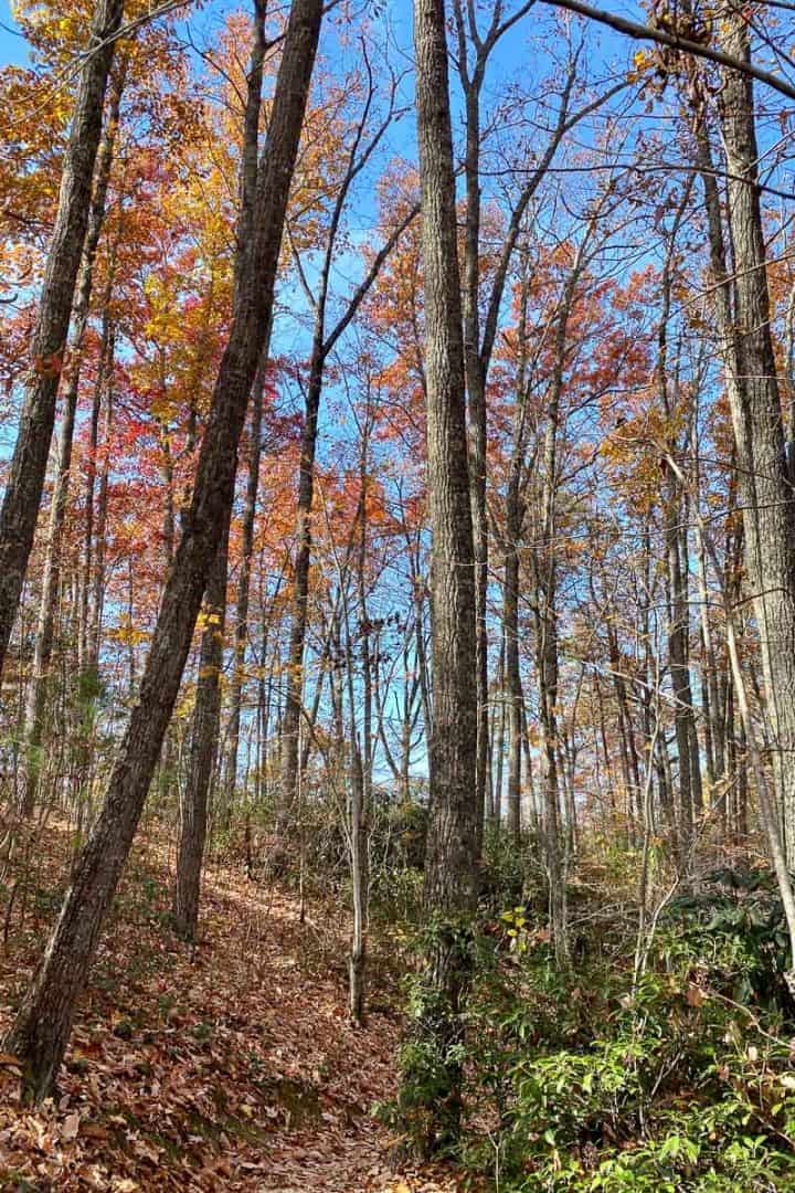 Gray's Arch (Red River Gorge, KY) - Champagne Tastes®