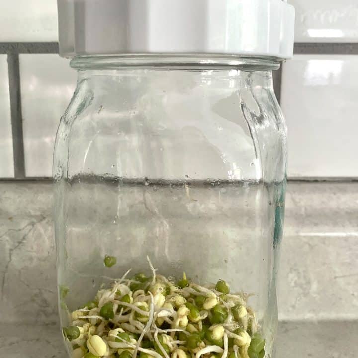 How to Grow Mung Bean Sprouts at Home - Champagne Tastes®