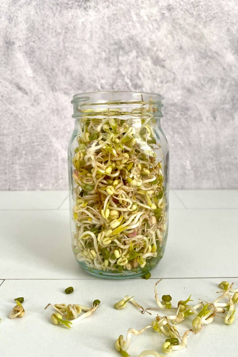 How to Grow Mung Bean Sprouts at Home - Champagne Tastes®