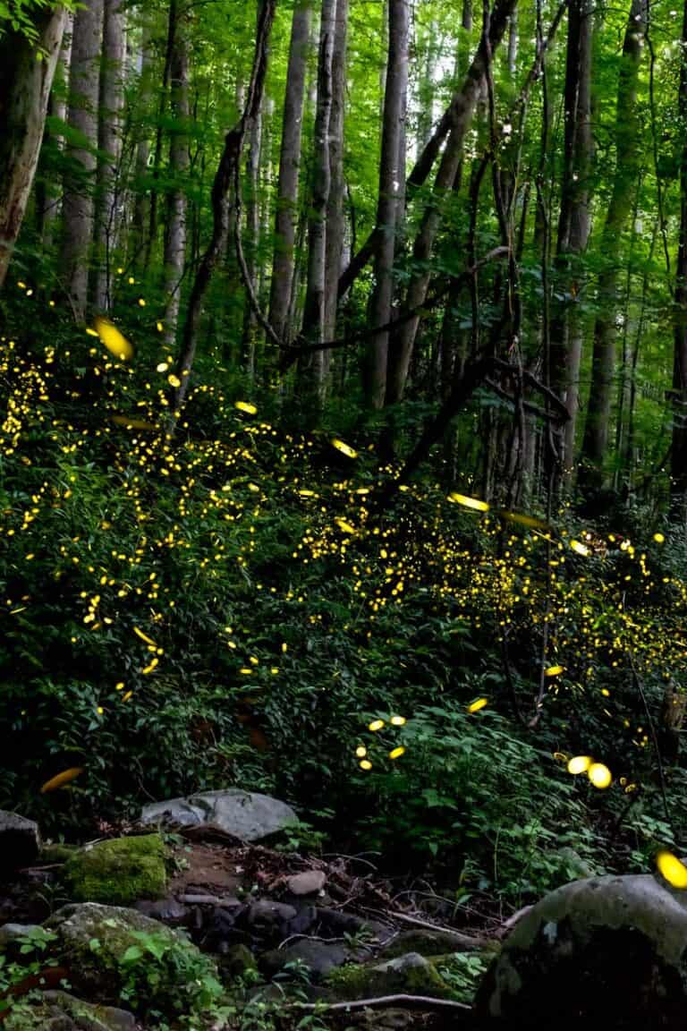 Synchronous Fireflies: A Viewing Guide - Champagne Tastes®