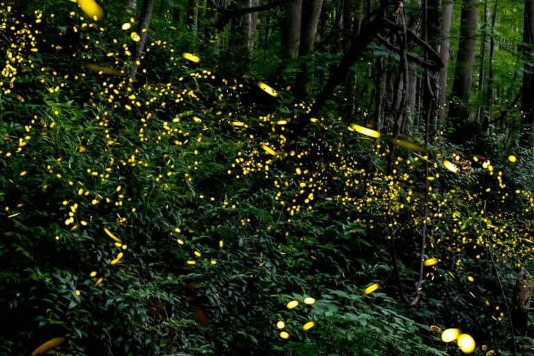 Synchronous Fireflies: A Viewing Guide - Champagne Tastes®