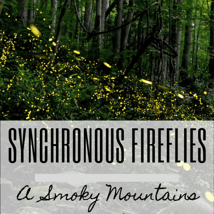 Synchronous Fireflies: A Viewing Guide - Champagne Tastes®