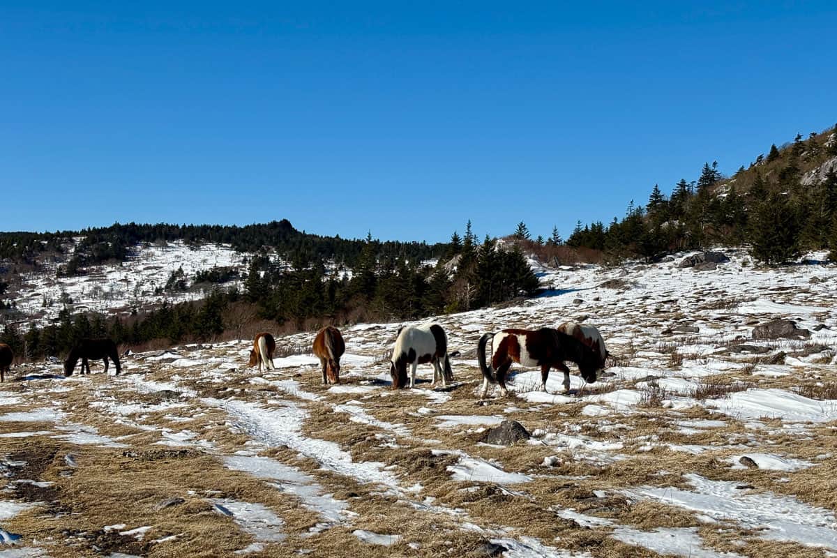 Grayson Highlands in Winter (Virginia) - Champagne Tastes®