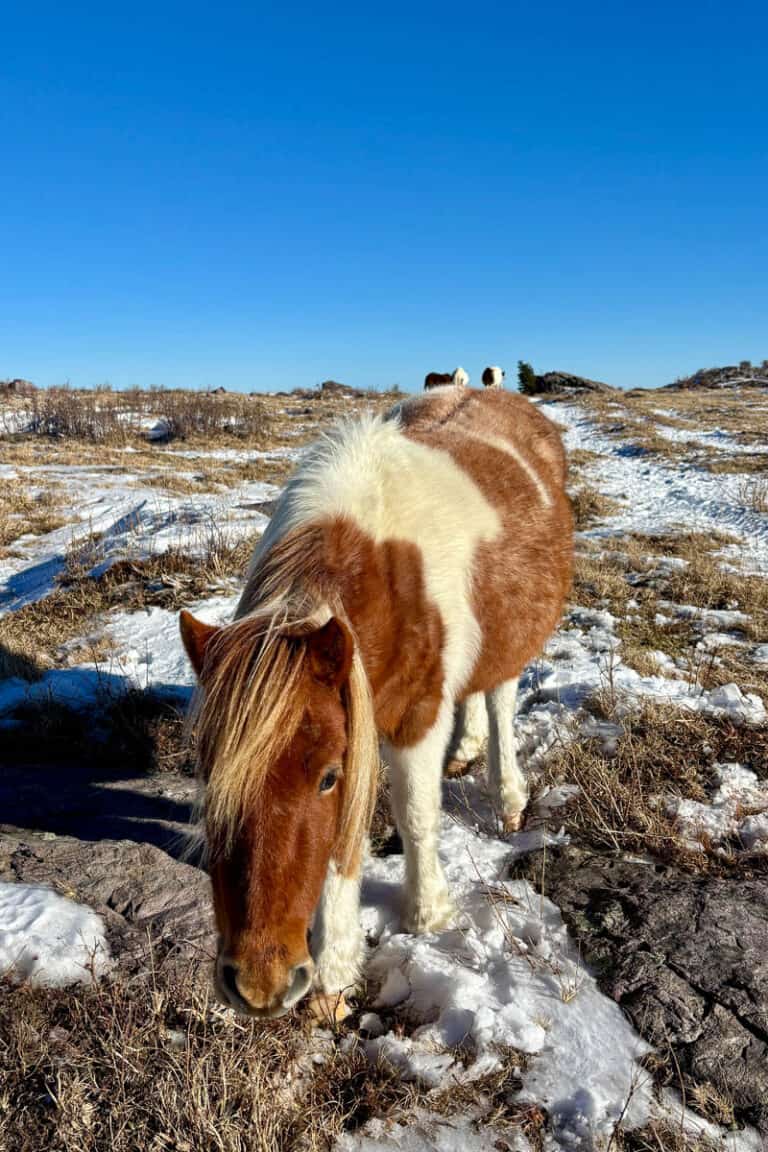 Grayson Highlands in Winter (Virginia) - Champagne Tastes®